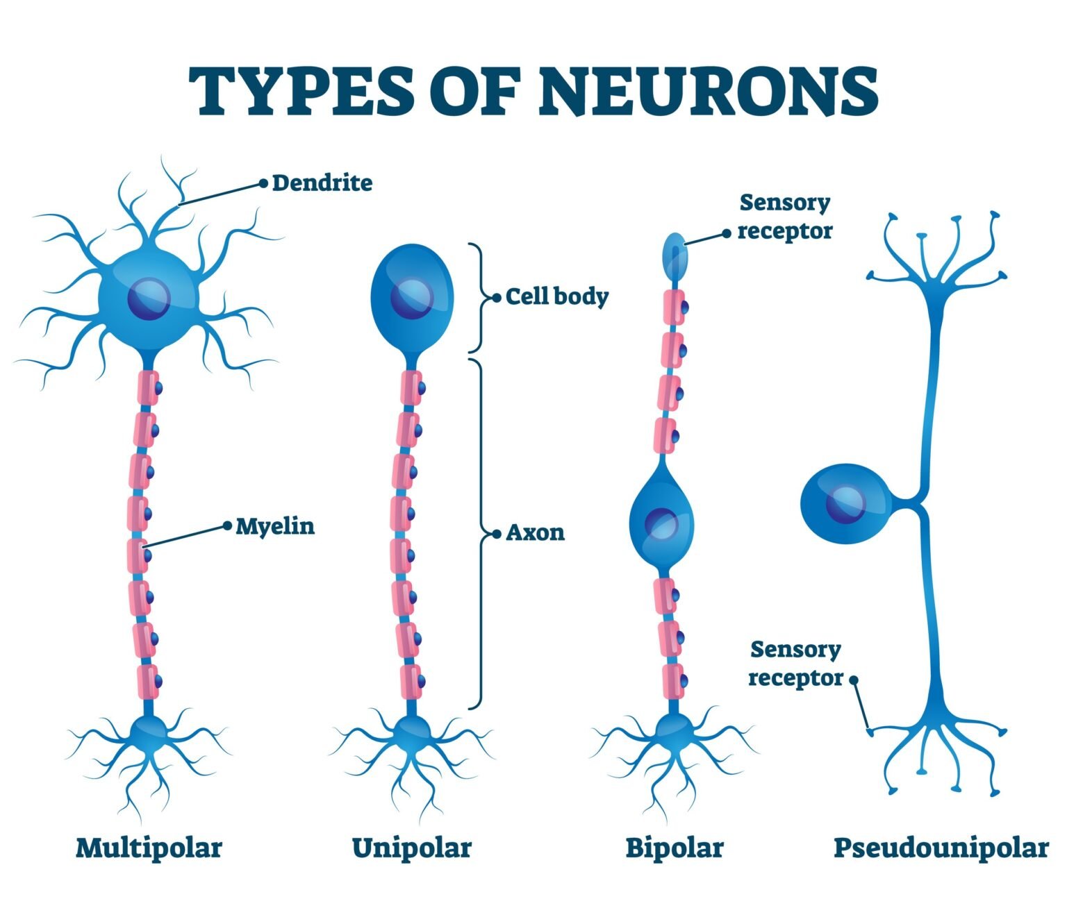 Bipolar Neuron: Definition, Structure, Location, Function, and Examples ...